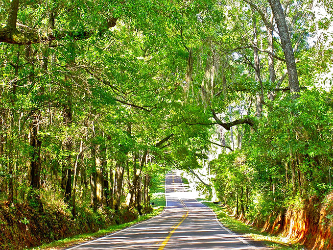 Sunlight filters through overhanging branches on a tree-lined country road, creating dappled patterns on the pavement.
