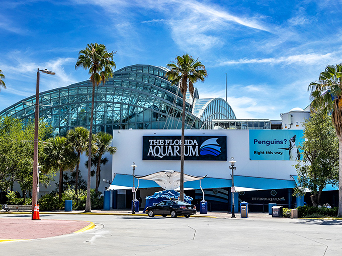 The Florida Aquarium's striking glass architecture creates a landmark on Tampa's waterfront. The wave-inspired design hints at the aquatic wonders inside.