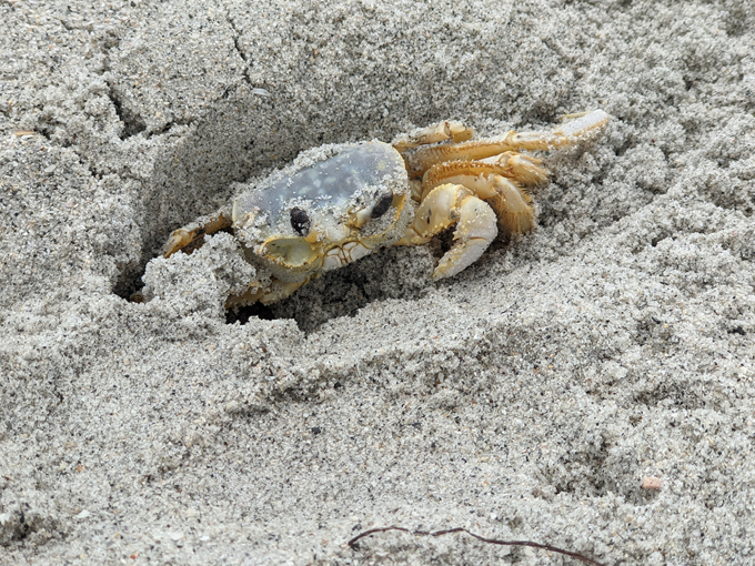 don pedro island state park 2