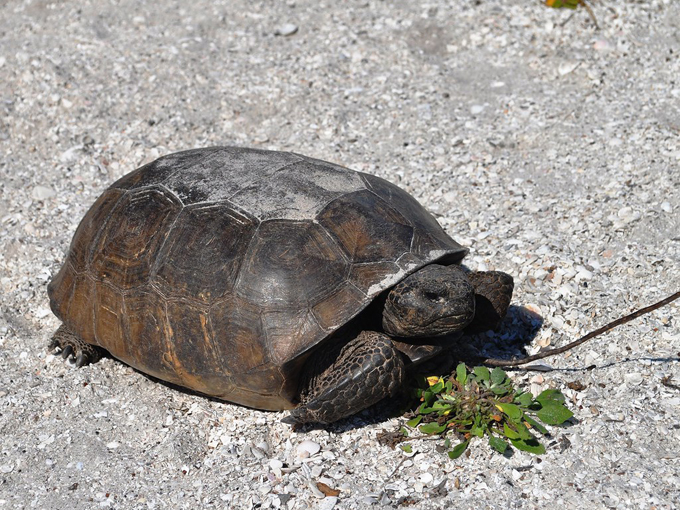 don pedro island state park 5