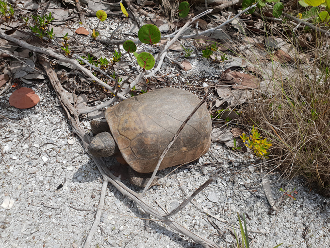don pedro island state park 6