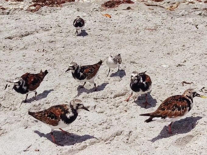 don pedro island state park 6