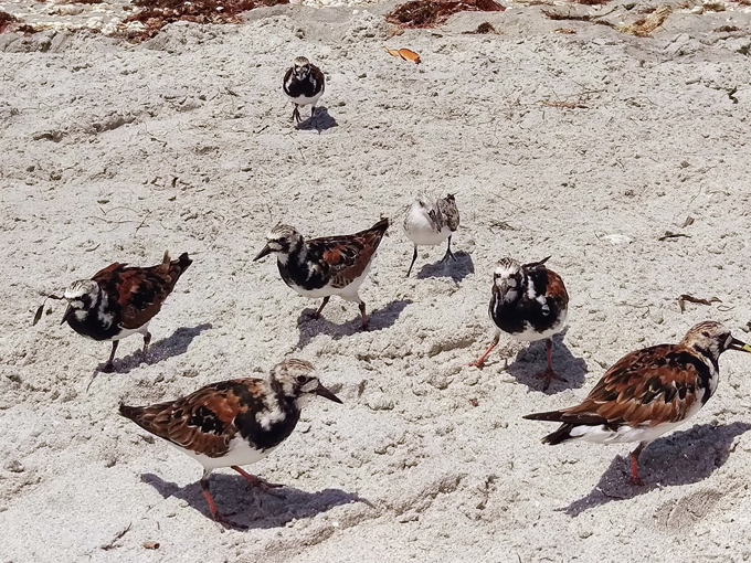 don pedro island state park 7