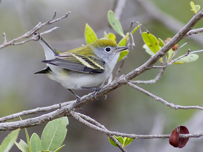 florida caverns state park 8
