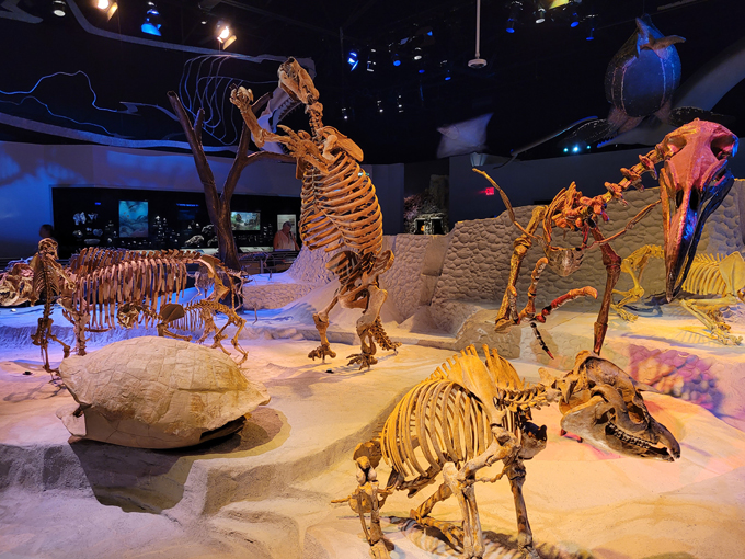 florida museum of natural history