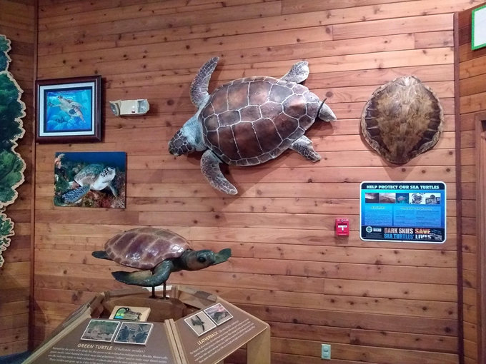 john d. macarthur beach state park 7