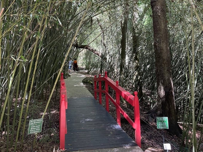 kanapaha botanical gardens 1