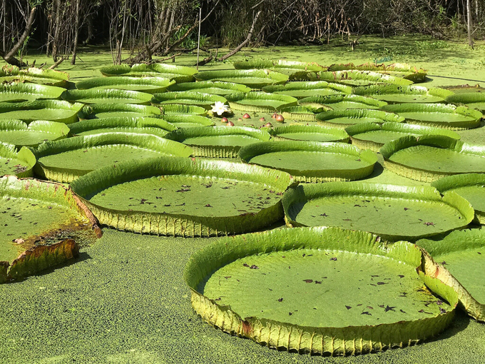 kanapaha botanical gardens 3