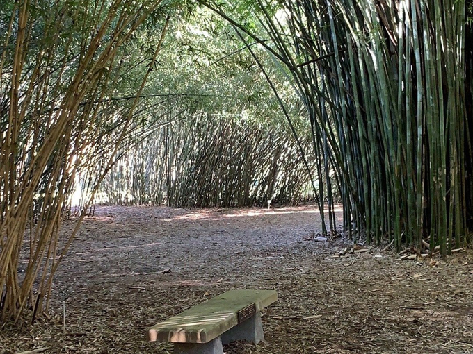 kanapaha botanical gardens 4