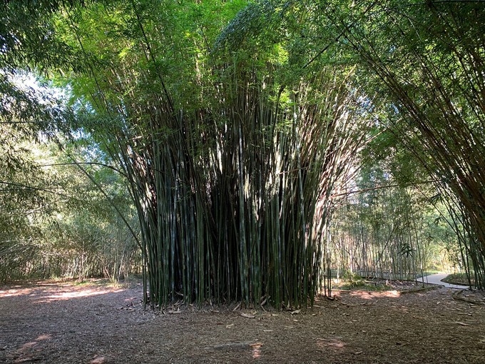 kanapaha botanical gardens 4