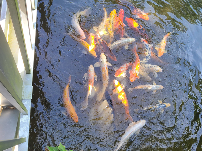 kanapaha botanical gardens 5