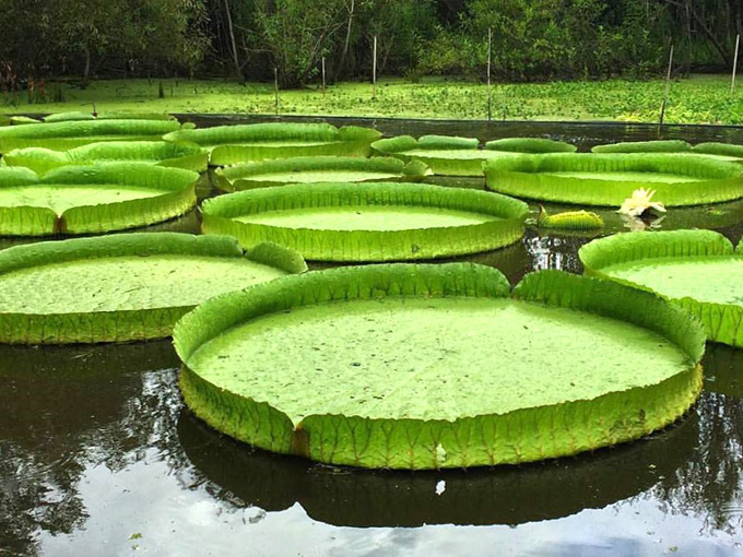 kanapaha botanical gardens 6