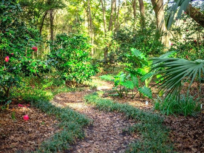 kanapaha botanical gardens 7