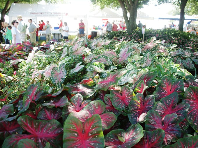Lake Placid Caladium Festival (Lake Placid)