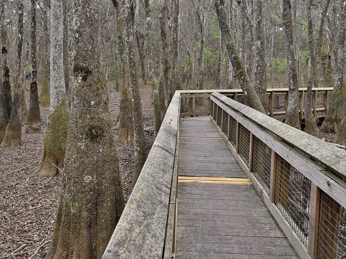 leon sinks geological area 4