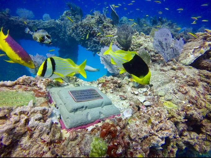 neptune memorial reef 4