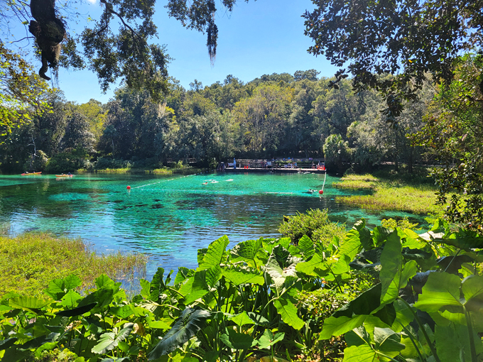 rainbow springs state park dunnellon