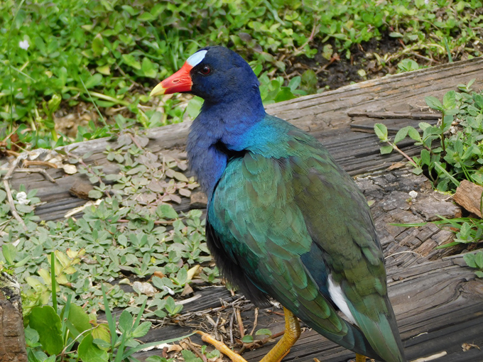 sawgrass recreation park 3