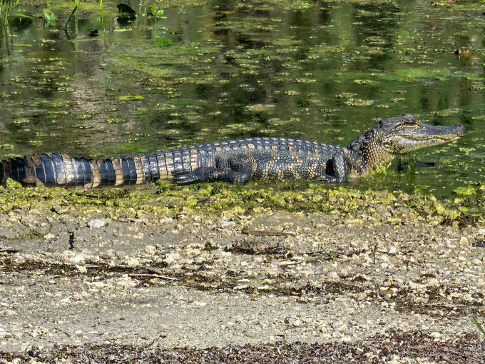 sawgrass recreation park 4