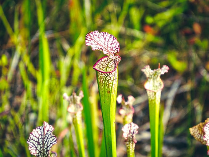 tarkiln bayou preserve state park 4