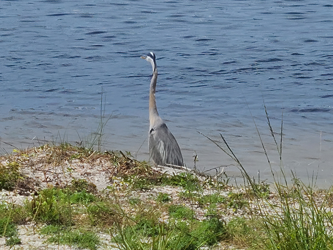 tarkiln bayou preserve state park 6