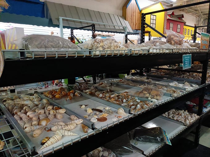 the shell factory 2