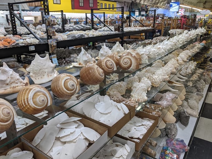 the shell factory 3