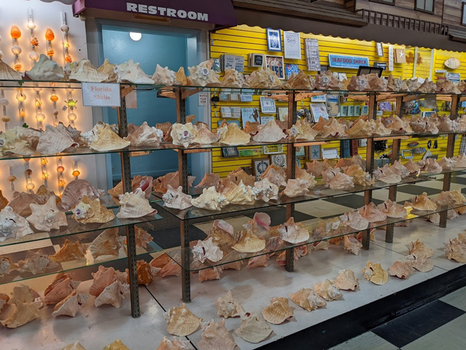 the shell factory 9