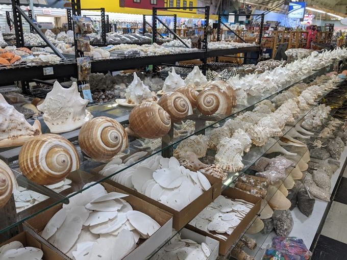 the shell factory and nature park 2