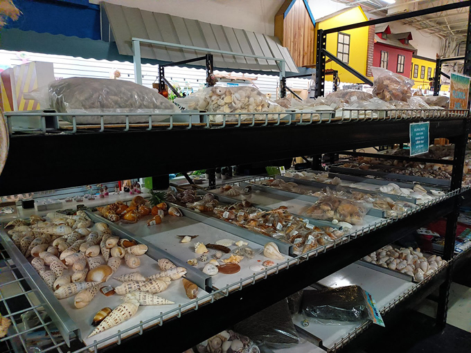 the shell factory and nature park 3