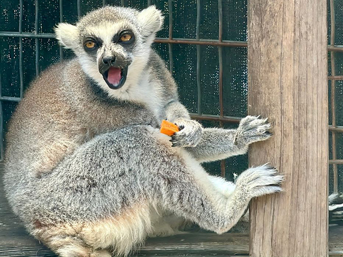 the shell factory and nature park 5