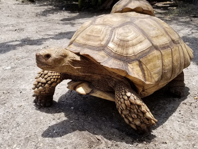 the shell factory and nature park 6