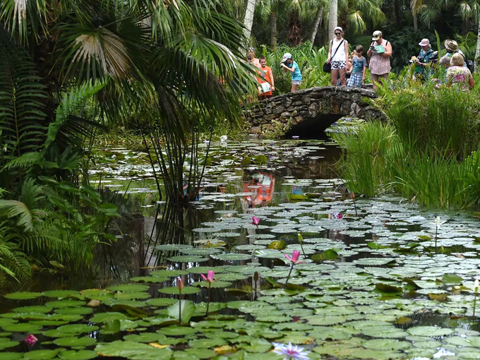 waterlily celebration vero beach