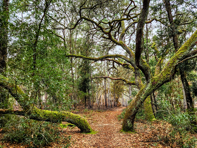 withlacoochee state forest 2
