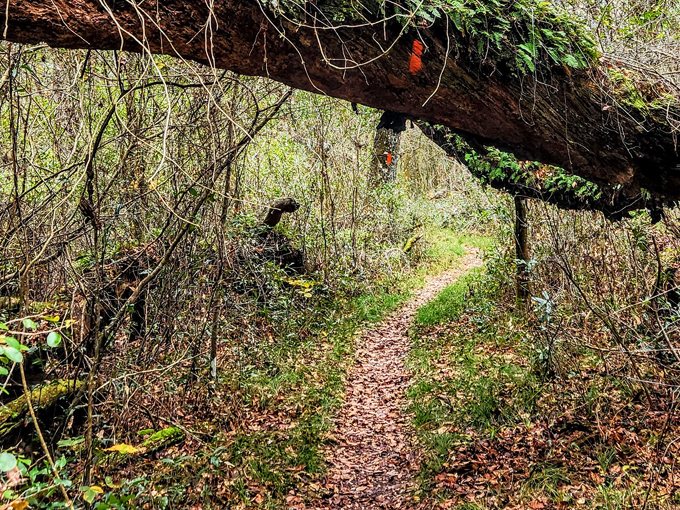 withlacoochee state forest 5