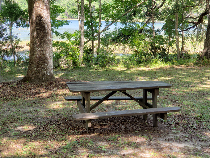 withlacoochee state forest 7