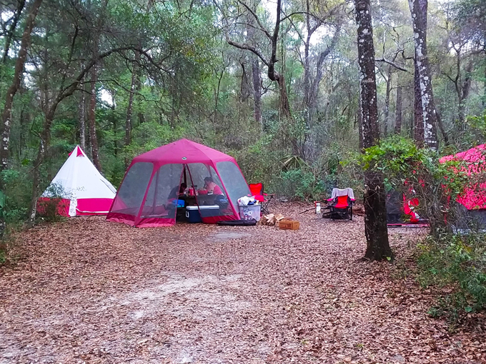 withlacoochee state forest 8