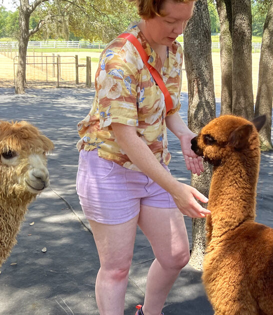 alpaca farm florida ftr
