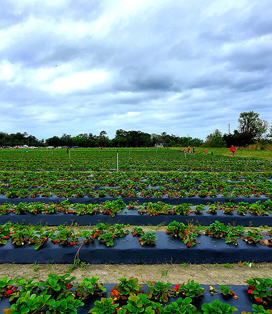 berry picking farm florida ftr