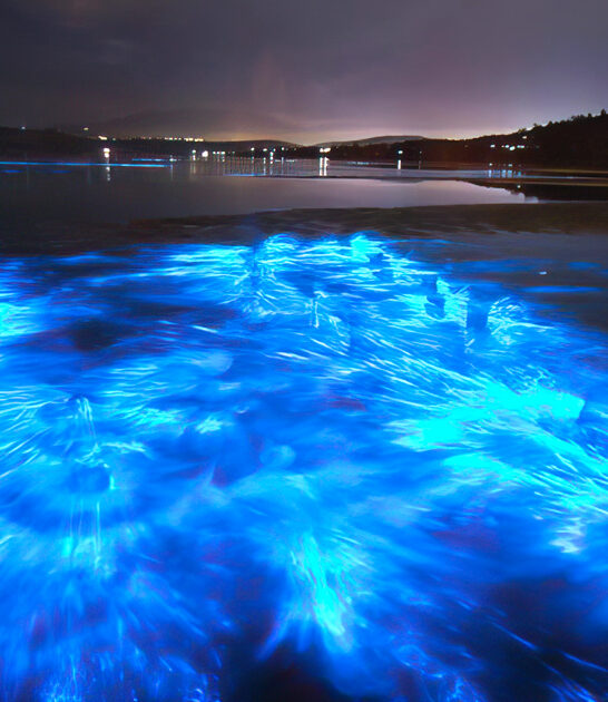 bioluminescent kayaking places florida ftr
