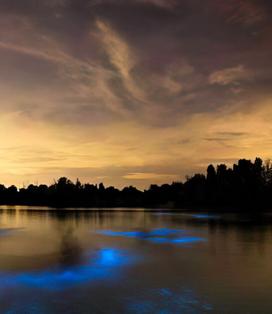 bioluminescent lagoon florida ftr