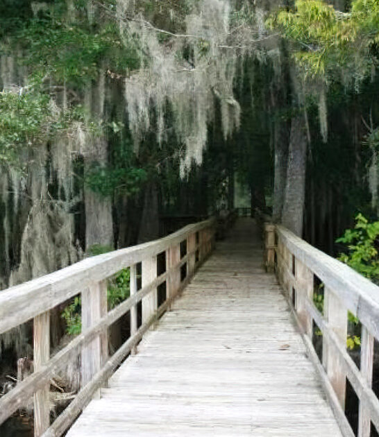 cypress forest boardwalk florida ftr