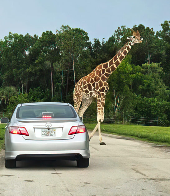 drive through safari florida ftr