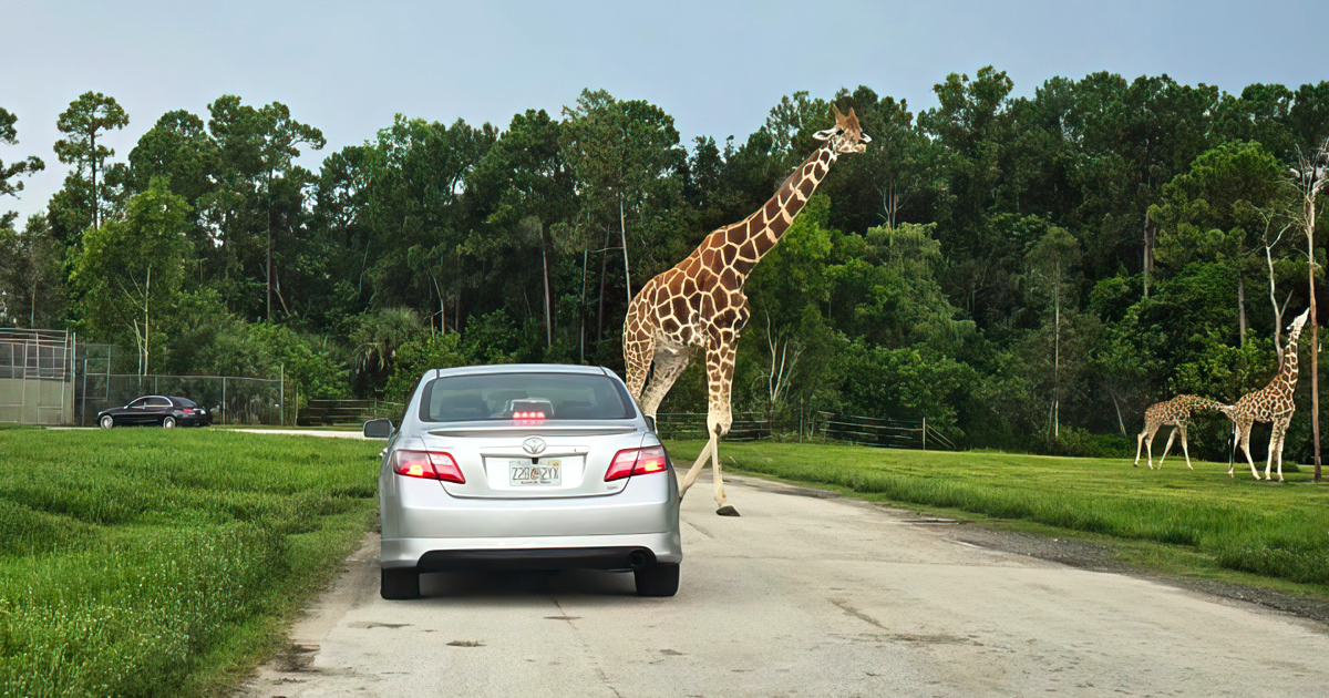This Florida Drive-Through Safari Park Is the Perfect Day Trip ...