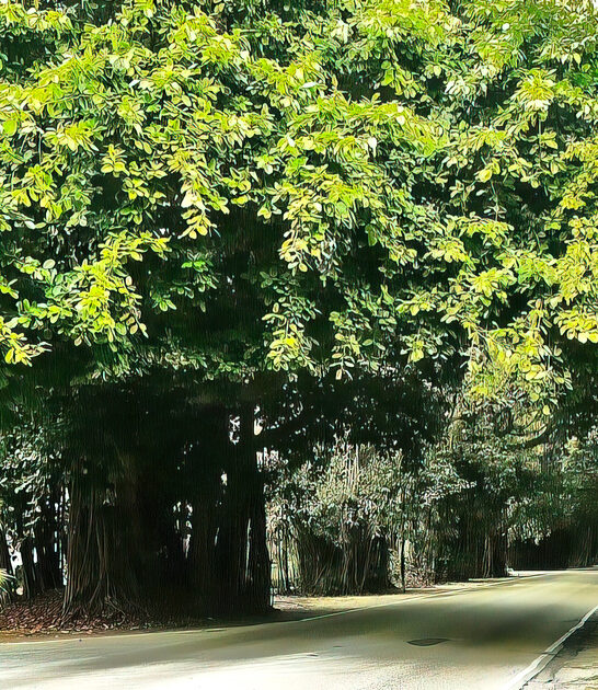 enchanting canopy roads florida ftr