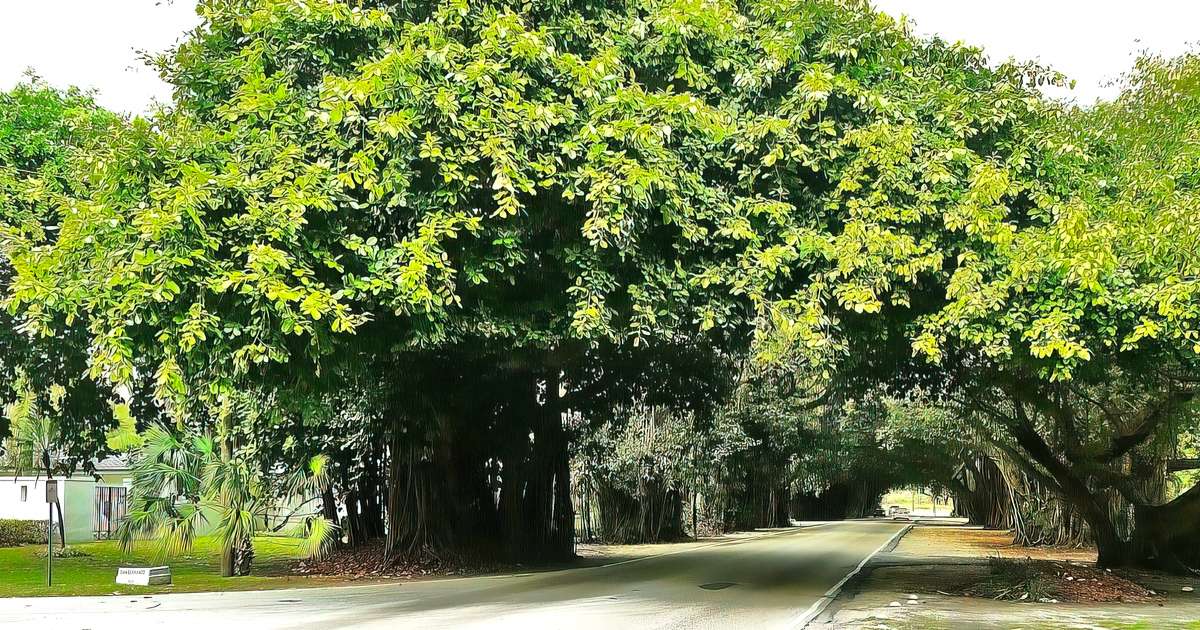 10 Enchanting Canopy Roads In Florida That Are Too Beautiful To Be Real
