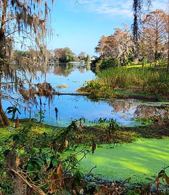 enchanting garden tree florida FTR