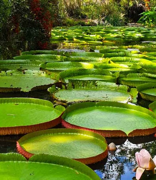 gigantic lily pads florida ftr