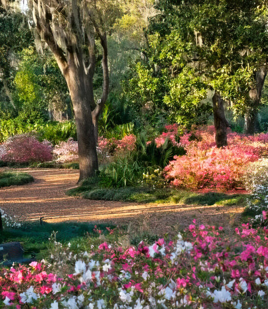 hidden camellia forest florida ftr