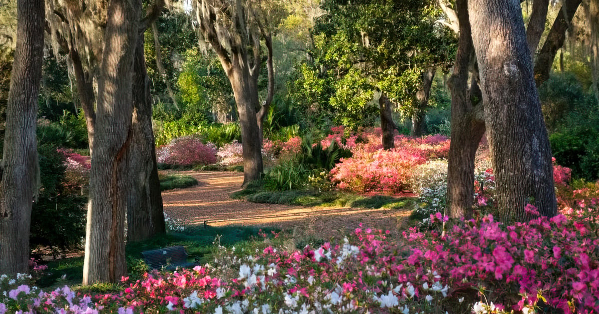 Few People Know There’s A Magical Camellia Pathway Hidden In Florida's ...